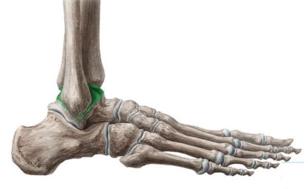 Ankle Bones How The Ankle Works